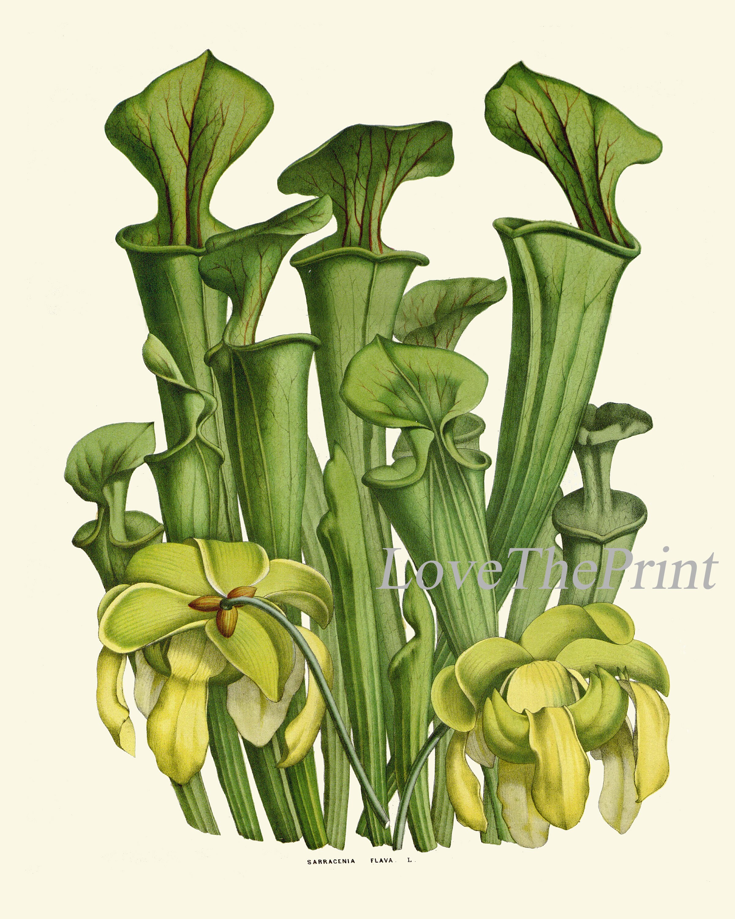 Carnivorous Insect Eating Pitcher Plant Flowers Botanical Wall Art Set ...