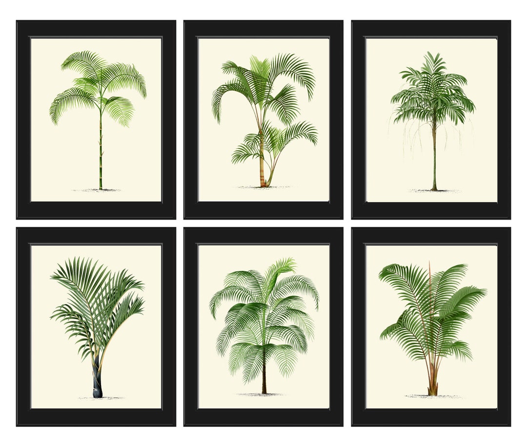 Palm Tree Prints Tropical Botanical Wall Art Set of 6 Prints Beautiful ...