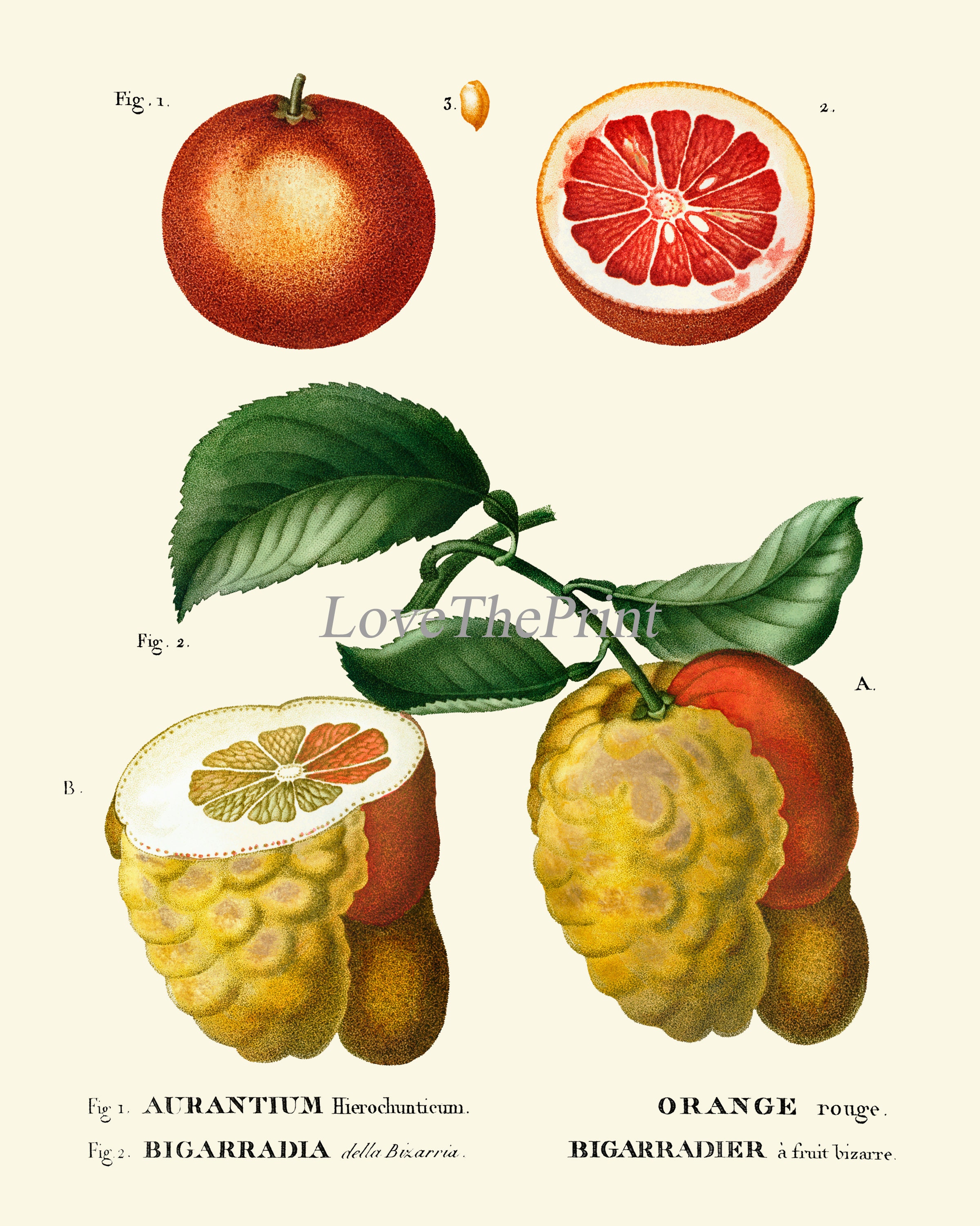 Citrus Fruit Lemon Orange Wall Decor Prints Art Set 6 Beautiful ...