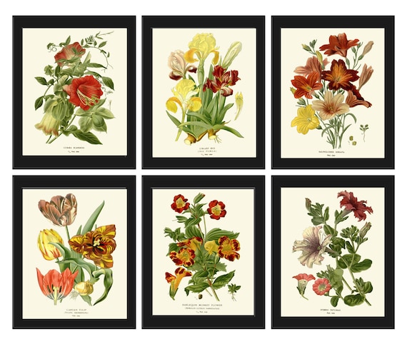 Botanical Prints Wall Decor Art Set of 6 Beautiful Vintage - Etsy