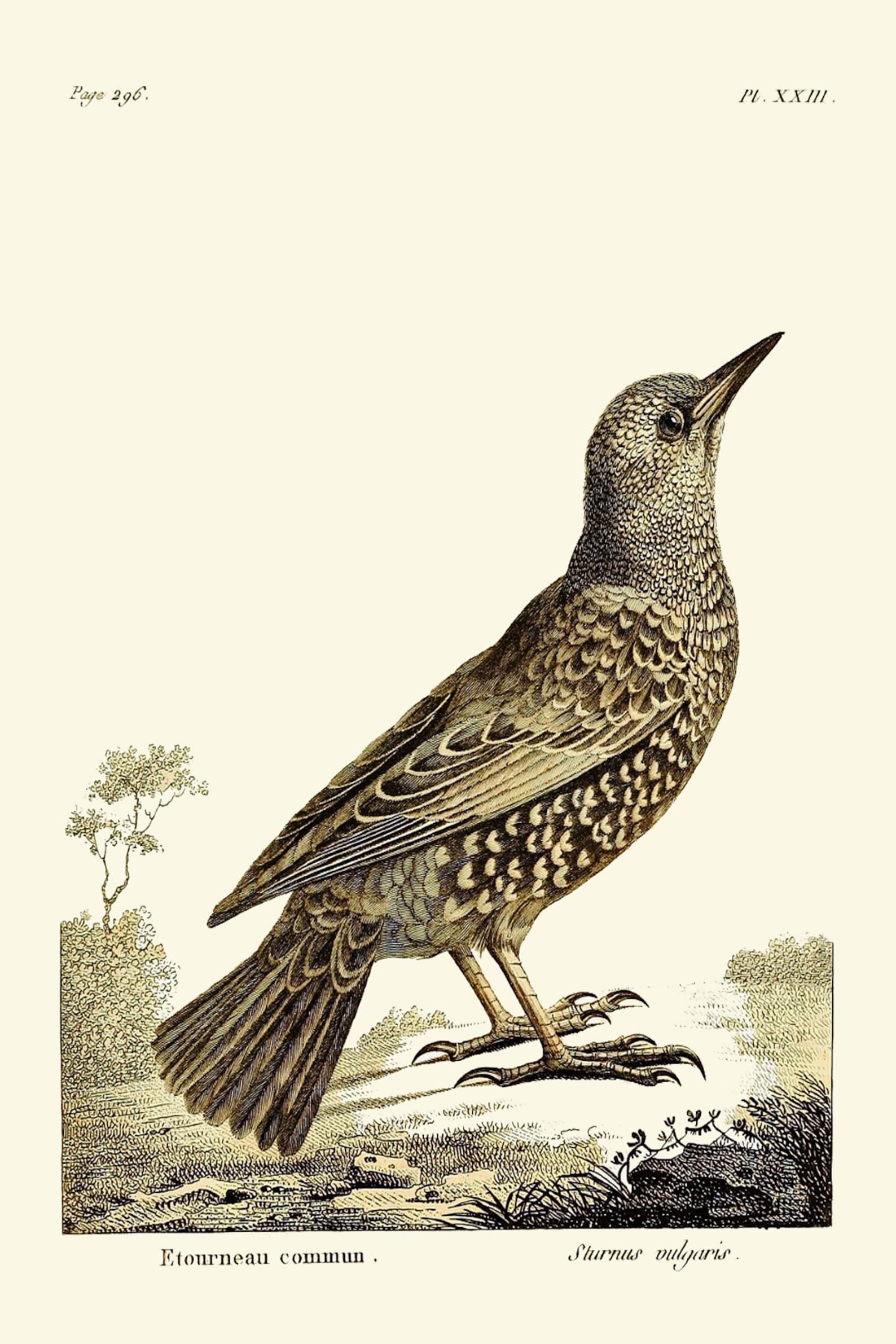 Vintage Birds Prints Wall Art Set of 6 Prints Antique Bird - Etsy