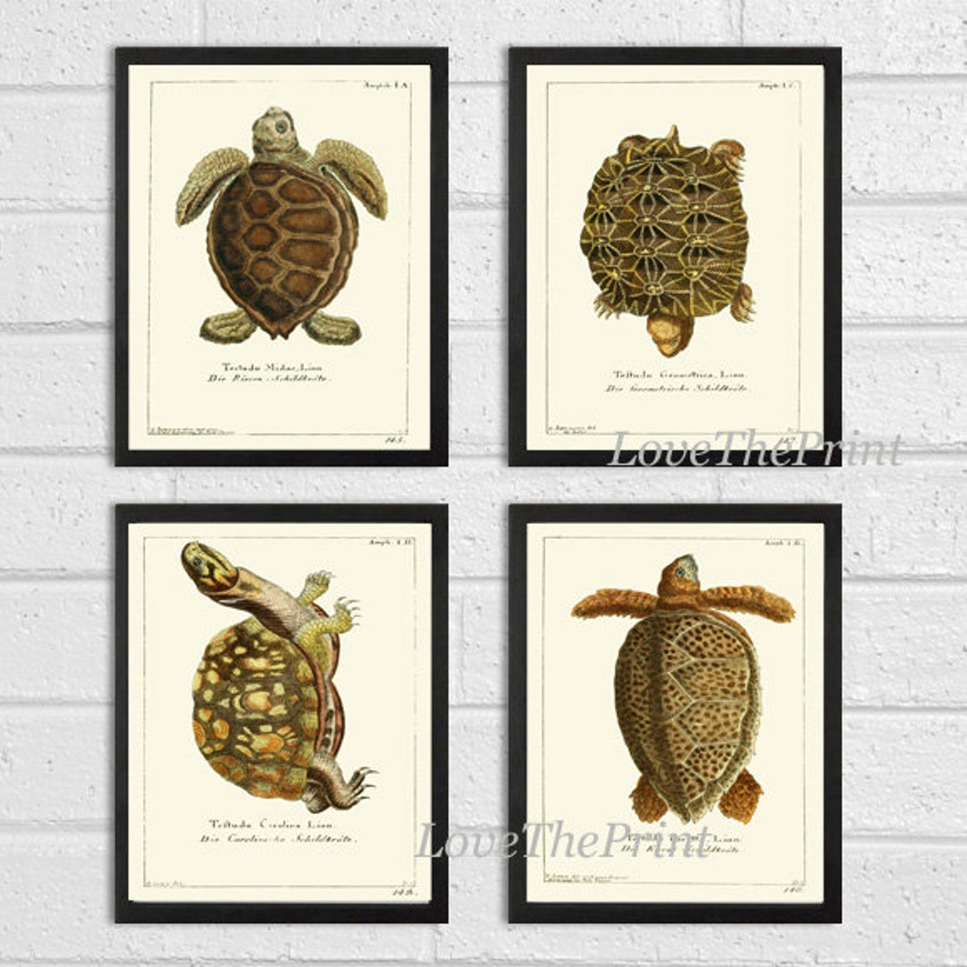 Turtle Wall Art Print Set of 4 Beautiful Antique Vintage Turtles ...