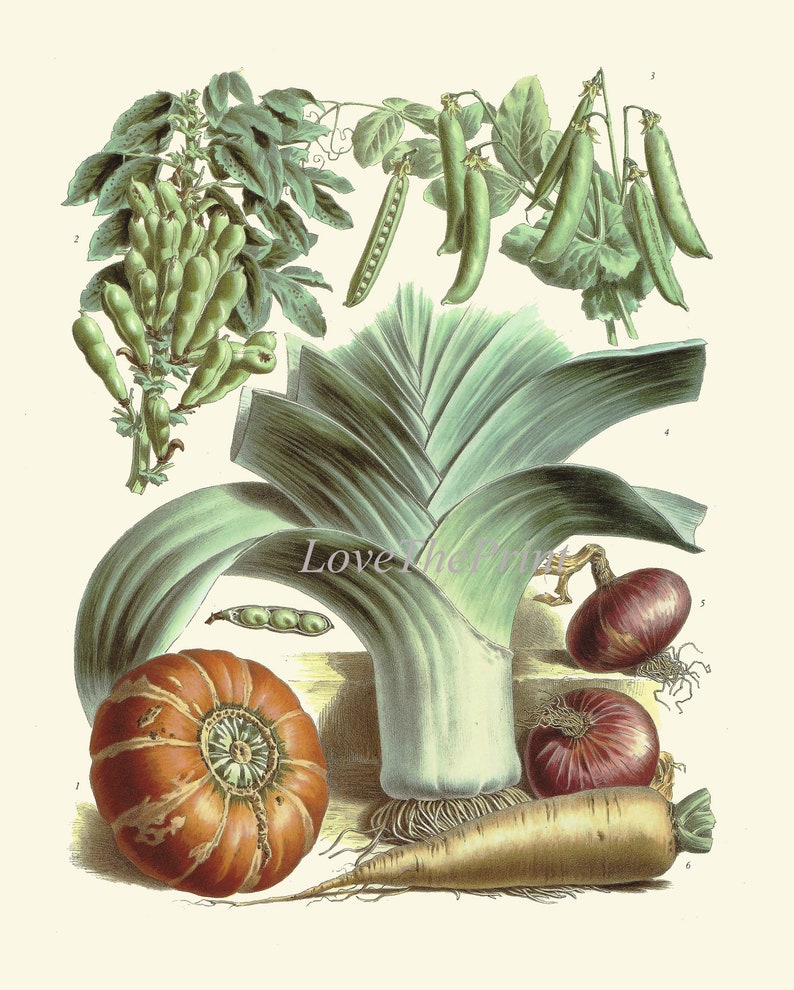Vegetables Botanical Wall Art Set of 9 Prints Beautiful Antique Vintage ...