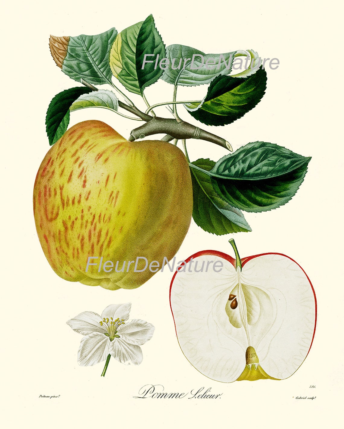 Fruit Prints Wall Art Set of 6 Beautiful Botanical Vintage - Etsy