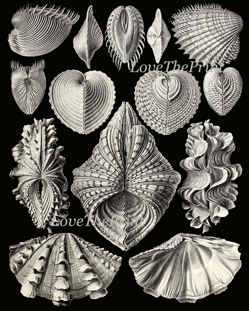 Vintage Corals Sea Shells Wall Art Set of 8 Prints Beautiful Marine ...