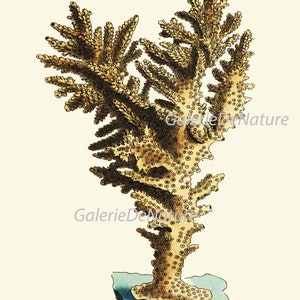 Corals Wall Art Set of 9 Prints Beautiful Antique Vintage Coral Sand ...