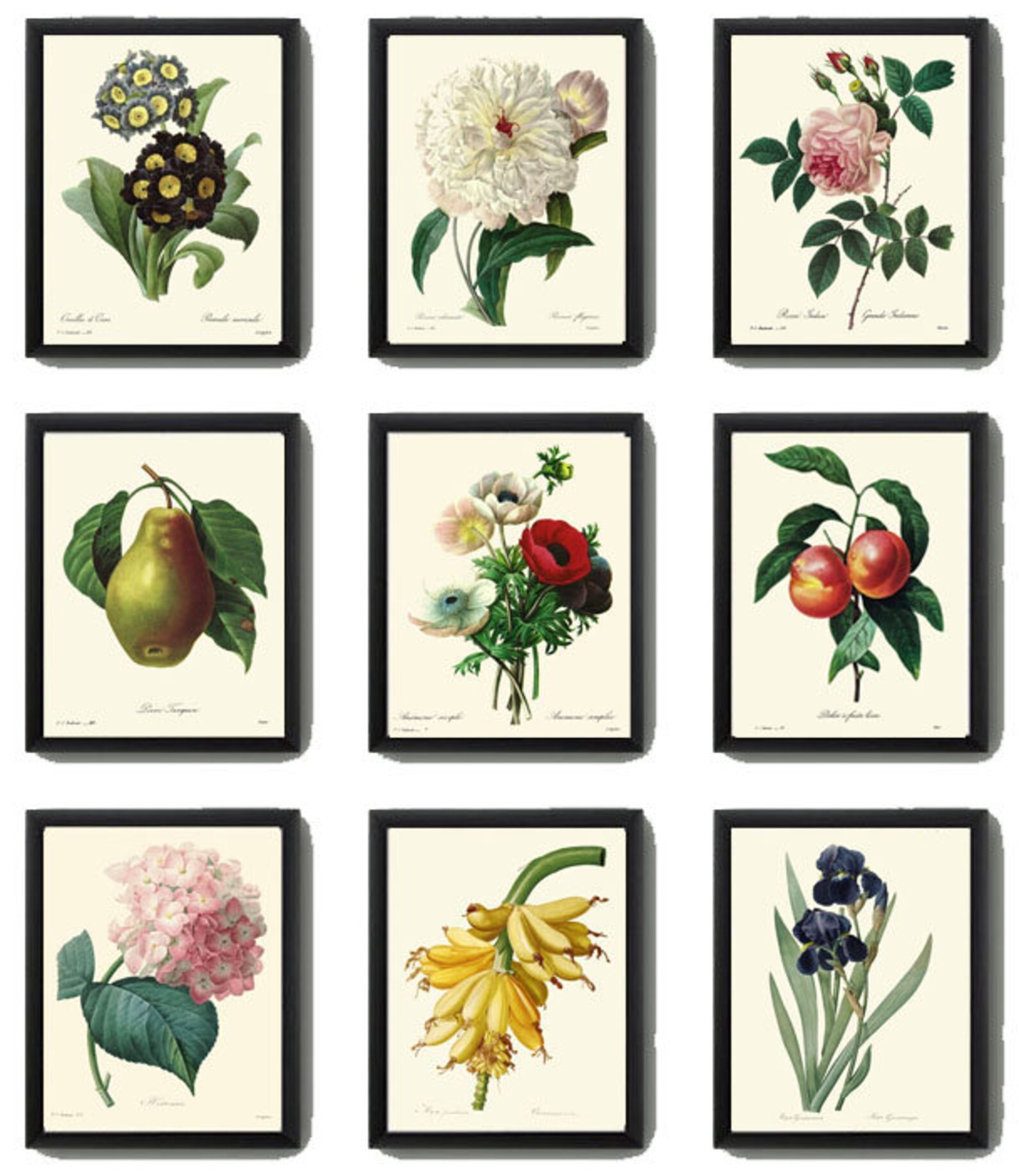 Botanical Prints Wall Art Set of 9 Beautiful Antique Vintage - Etsy