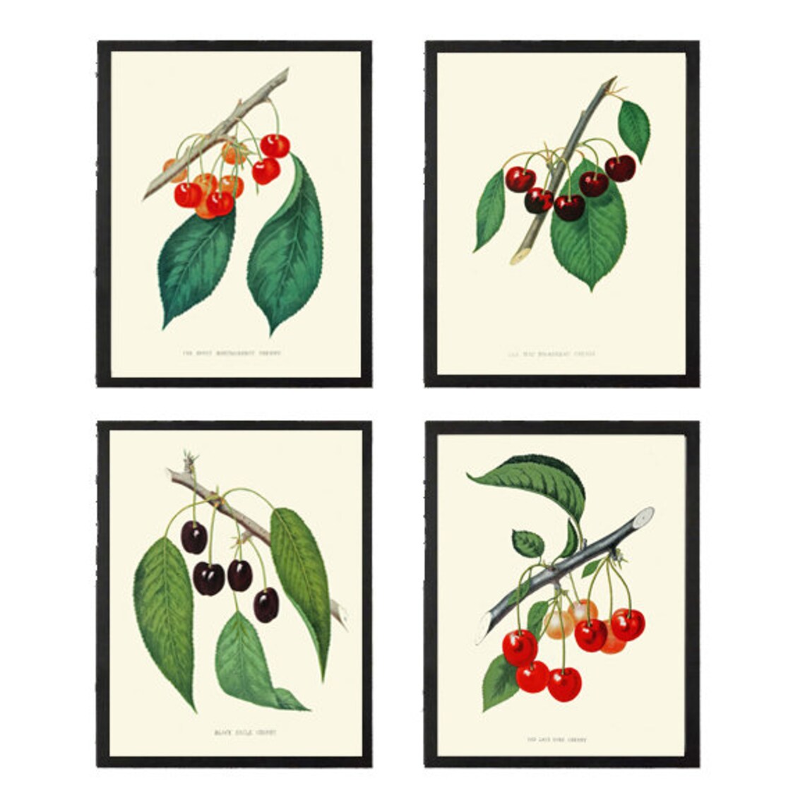 Cherry Cherries Botanical Wall Decor Art Prints Set of 4 Beautiful ...