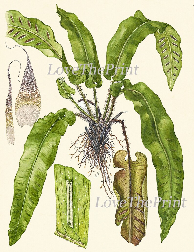 Fern Prints Wall Art Set of 9 Beautiful Botanical Antique - Etsy