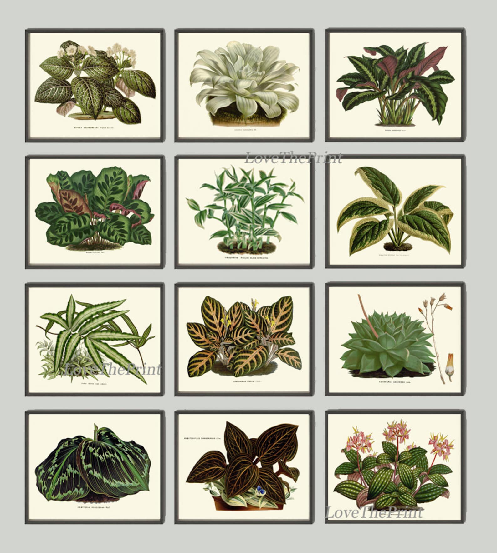 Hosta Hostas Plants Wall Art Botanical Set of 12 Beautiful Antique ...