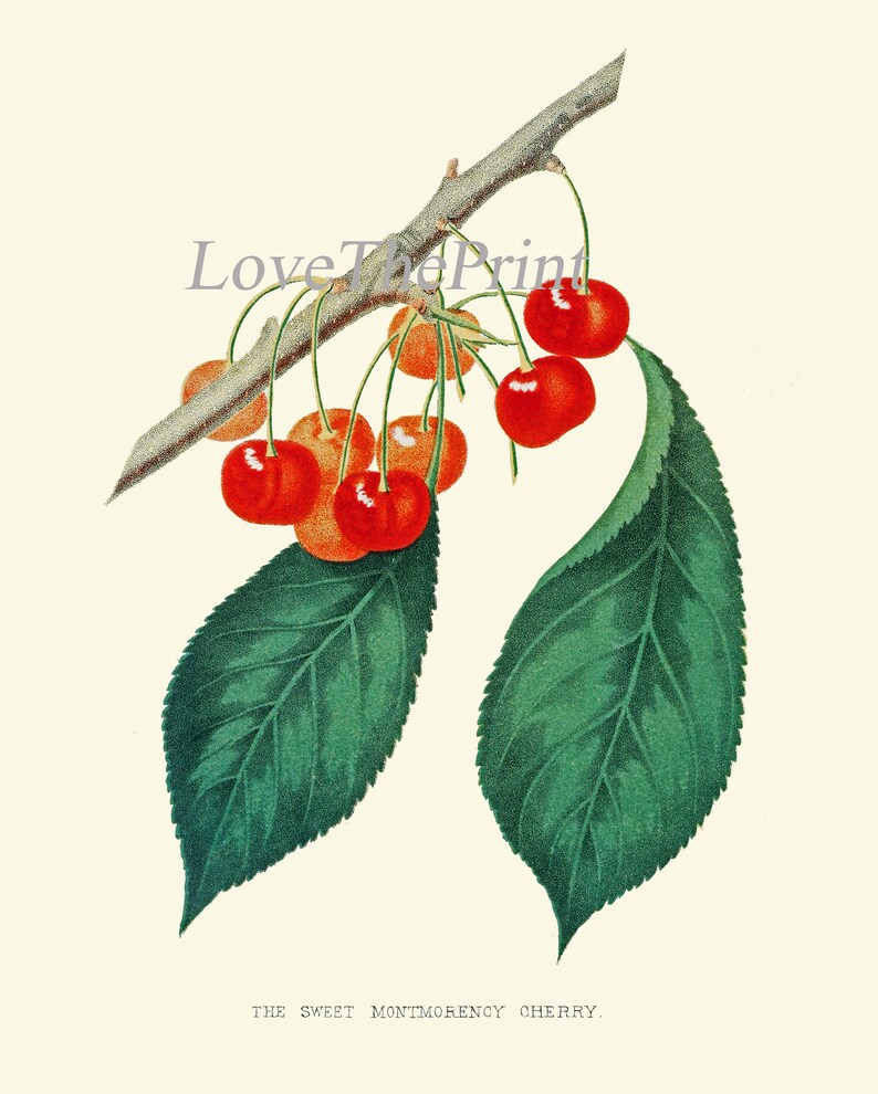 Cherry Cherries Botanical Wall Decor Art Prints Set of 4 Beautiful ...