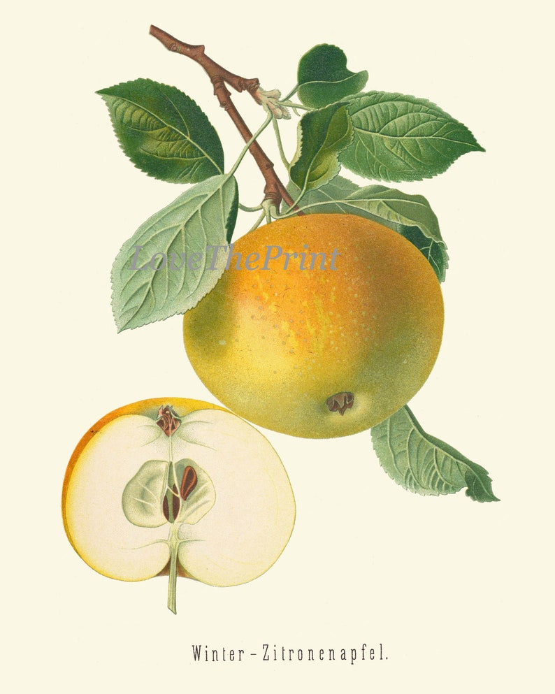 Apple Wall Decor Art Prints Set of 4 Beautiful Antique Vintage Yellow ...