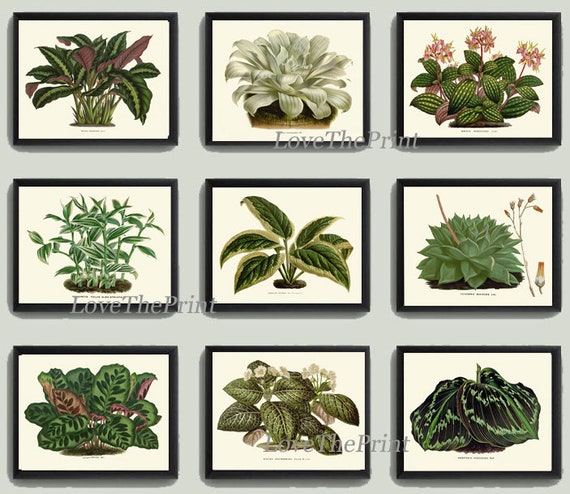 Hosta Plants Flowers Botanical Wall Art Set of 9 Prints | Etsy