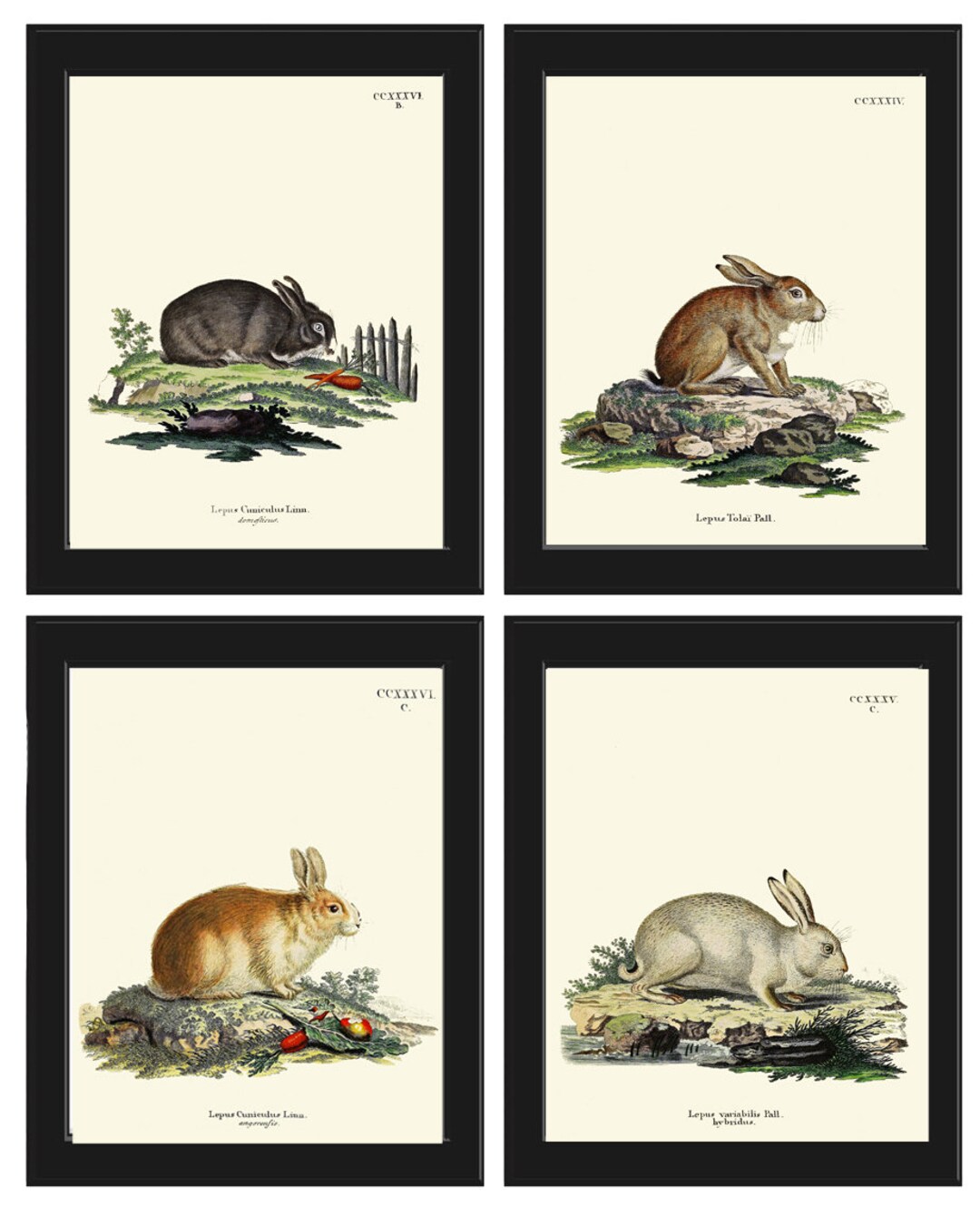Rabbit Wall Art Print Set of 4 Beautiful Antique Vintage Woodland ...