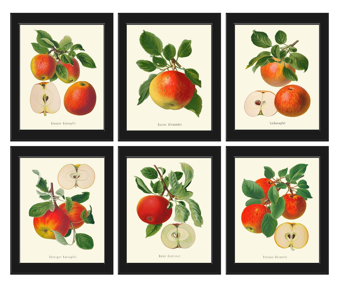 Apple Print Set of 6 Botanical Prints Wall Art Giclee Kitchen Dining ...