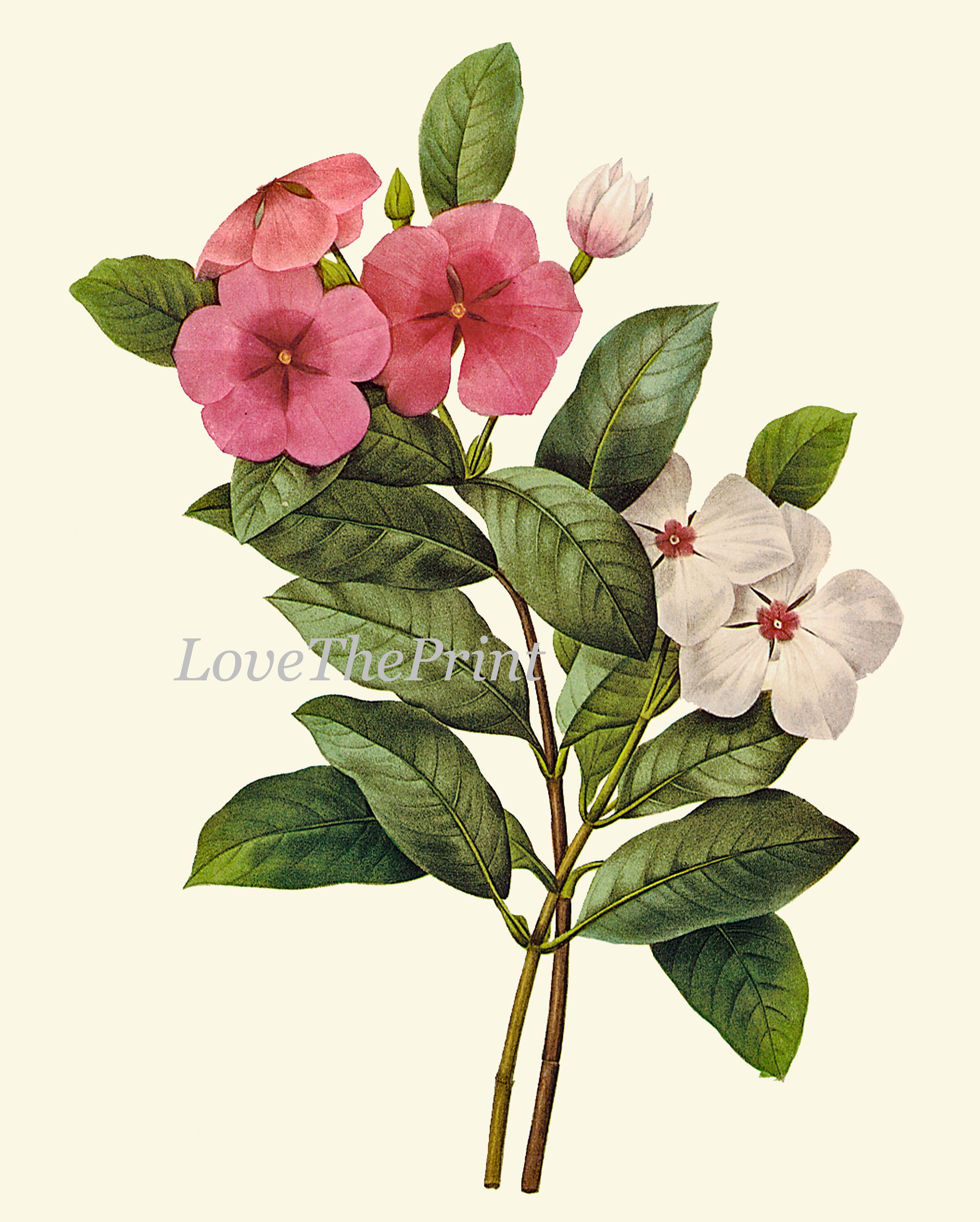 Pink Flowers Botanical Wall Art Set of 12 Prints Beautiful Antique ...