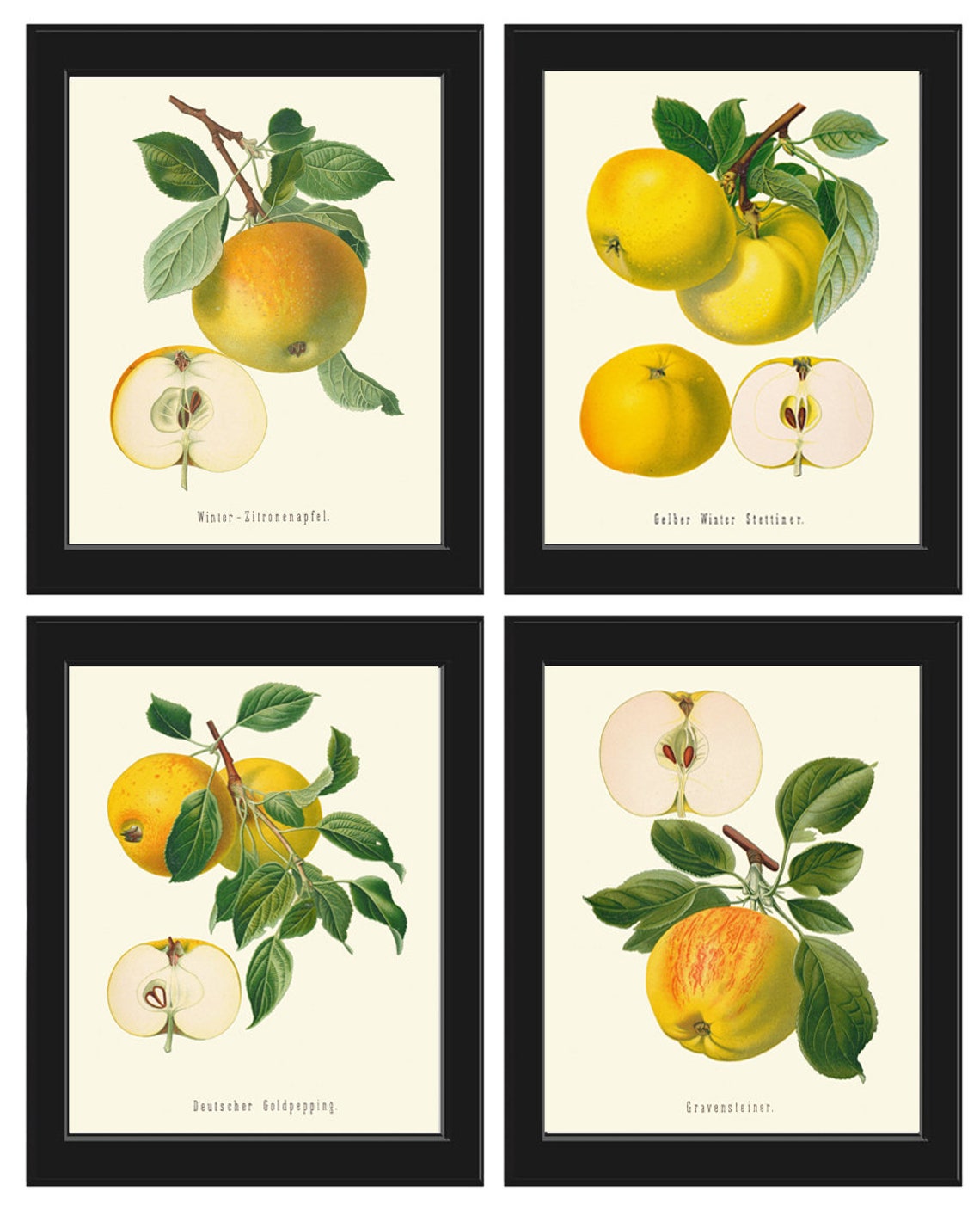 Apple Wall Decor Art Prints Set of 4 Beautiful Antique Vintage - Etsy
