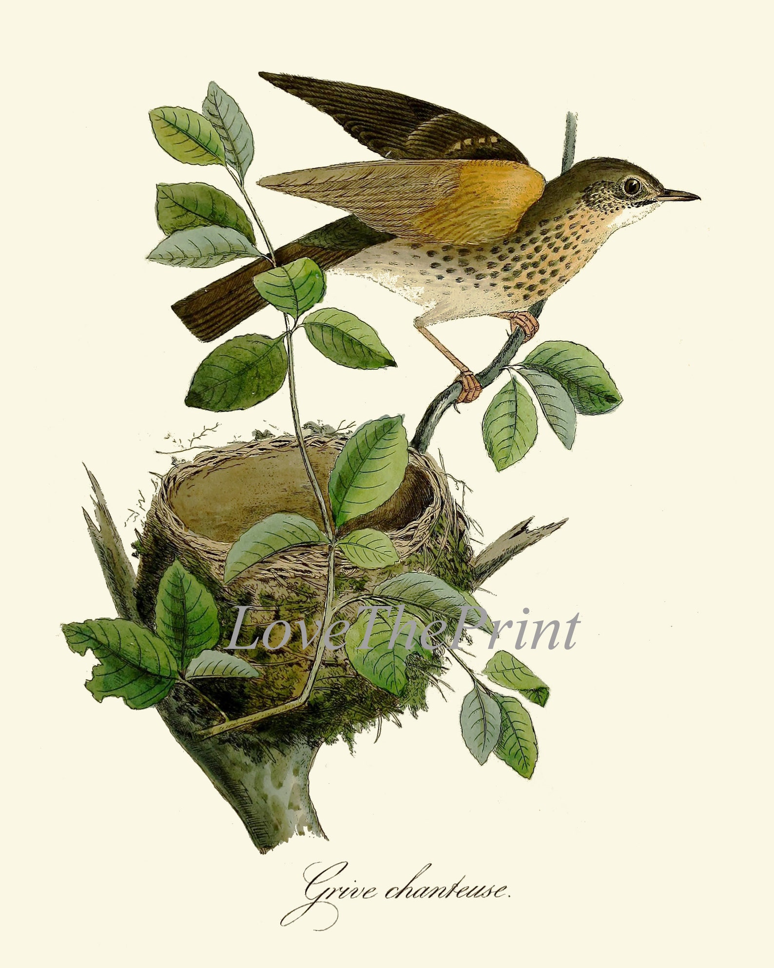 Vintage Bird Wall Art Gallery Set Of 9 Prints Beautiful - Etsy