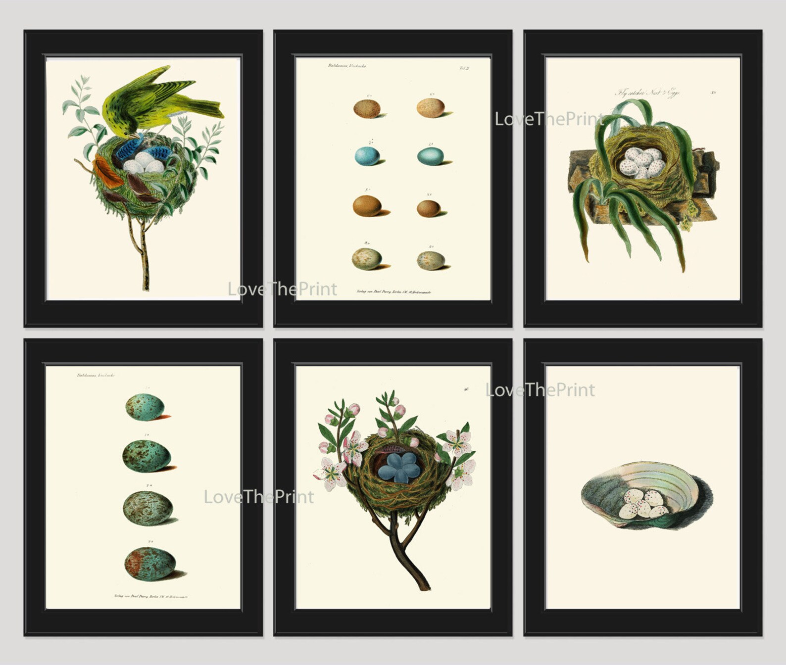 Vintage Bird Nest Eggs Wall Art Print Set of 6 Beautiful - Etsy