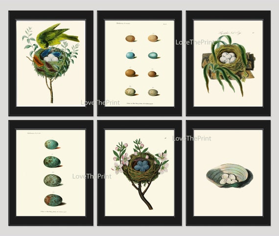 Vintage Bird Nest Eggs Wall Art Print Set of 6 Beautiful | Etsy
