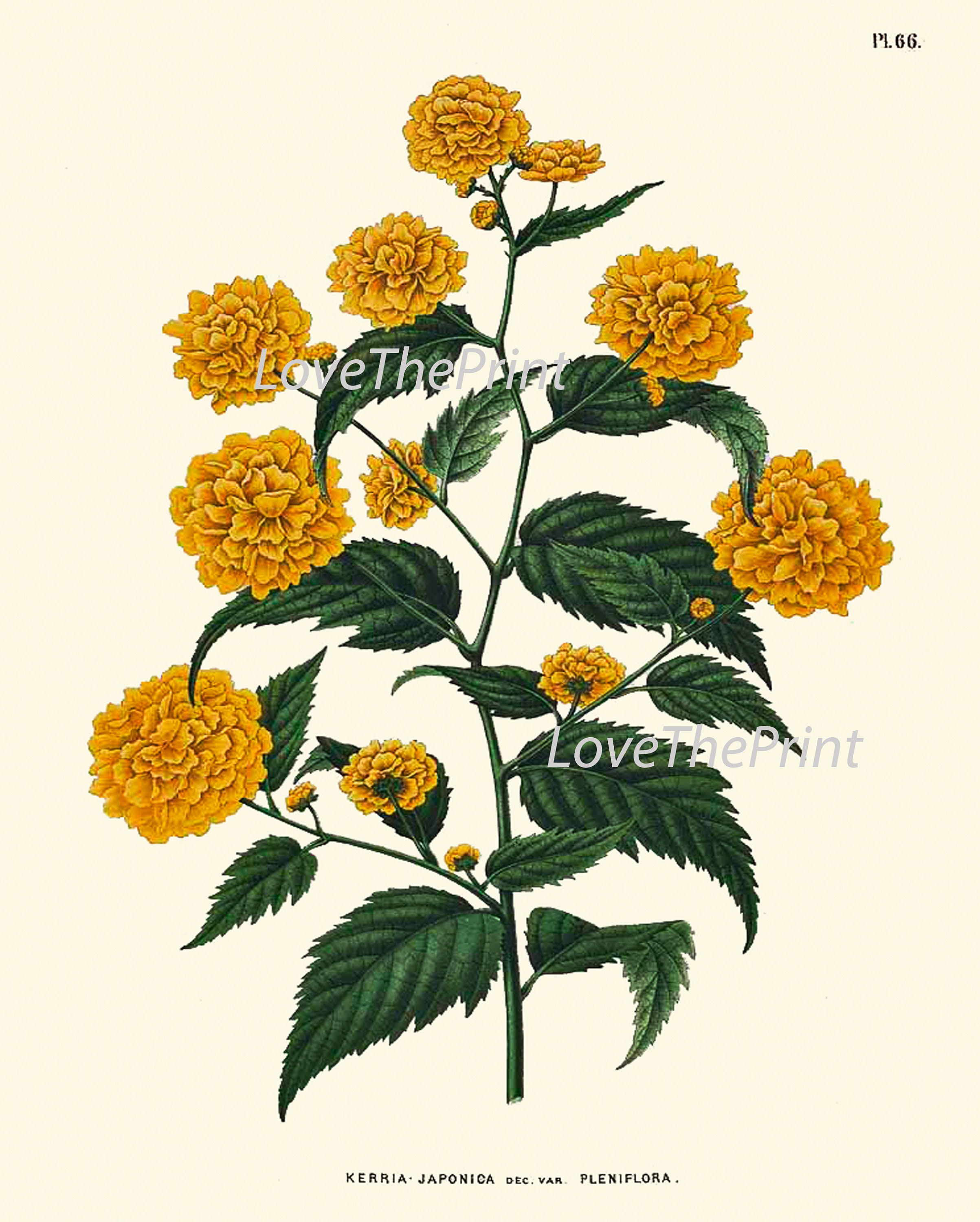 Botanical Prints Wall Art Set of 6 Beautiful Vintage Antique - Etsy