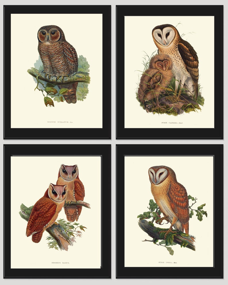 Vintage Owl Bird Wall Art Prints Set of 4 Beautiful Antique - Etsy