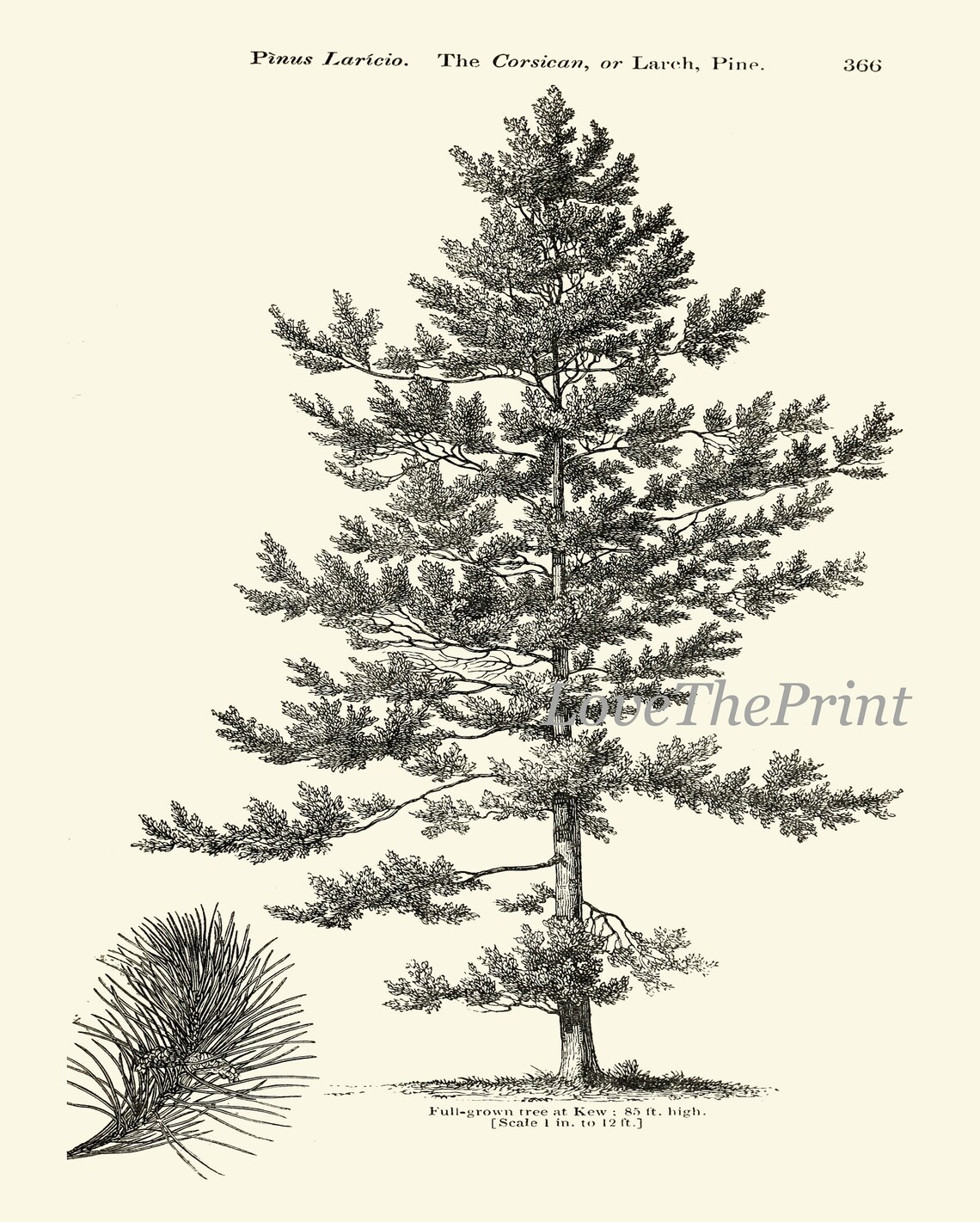 Pine Tree Wall Art Set of 12 Prints Beautiful Vintage Antique - Etsy