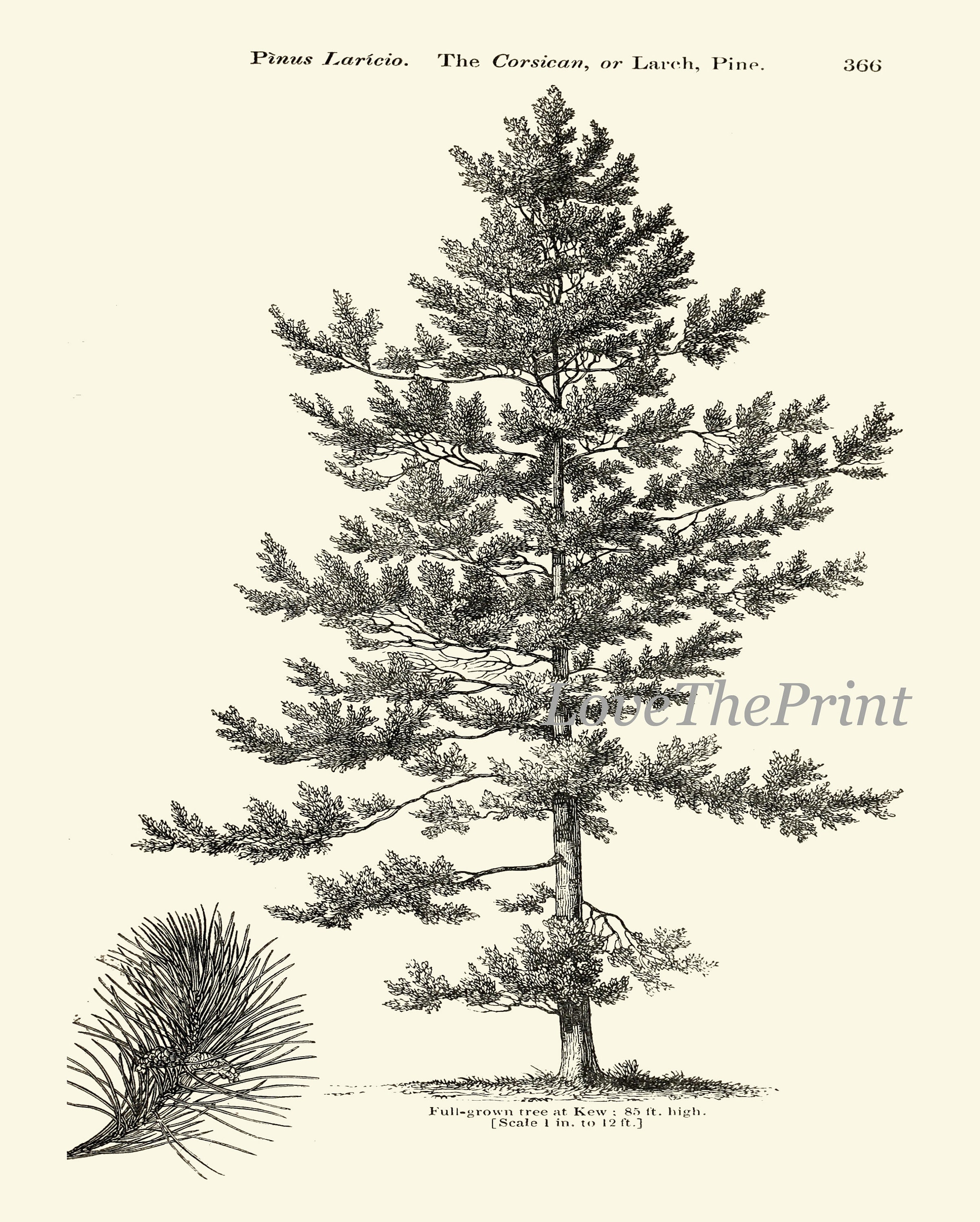 Pine Tree Wall Art Set of 12 Prints Beautiful Vintage Antique Trees ...