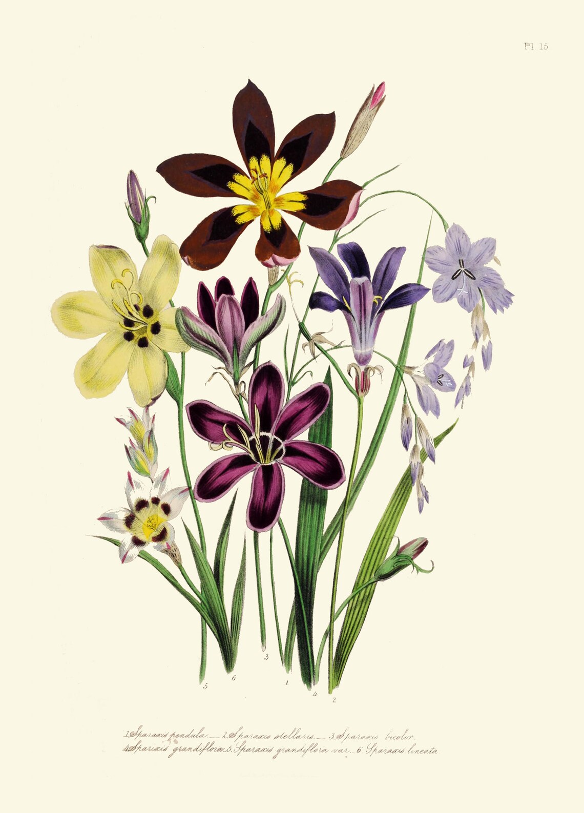 Botanical Prints Wall Decor Art Set of 6 Beautiful Vintage | Etsy