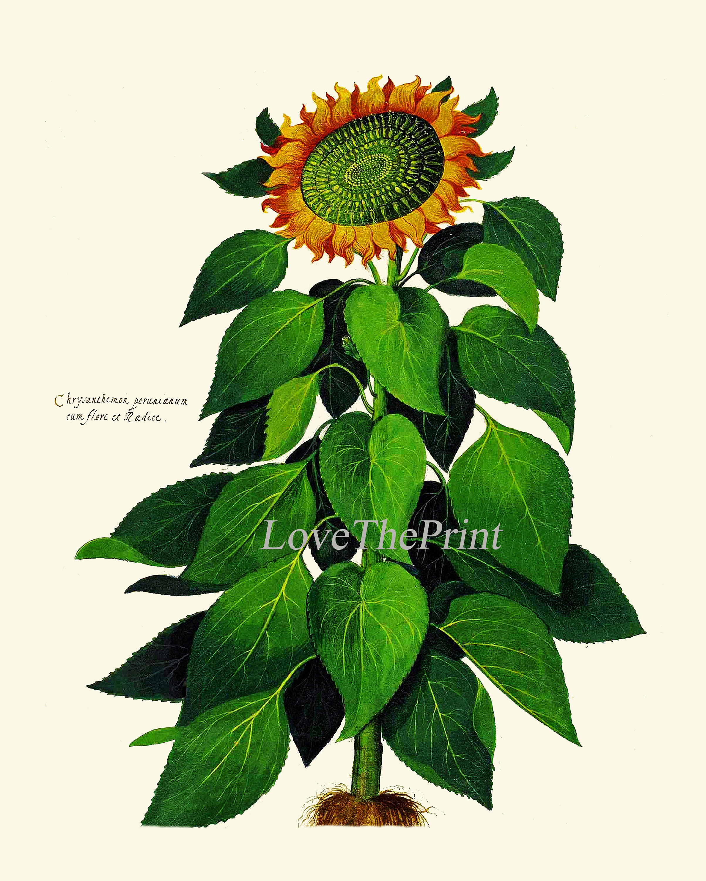 Vintage Vegetable Garden Plant Wall Art Set of 9 Prints Beautiful ...