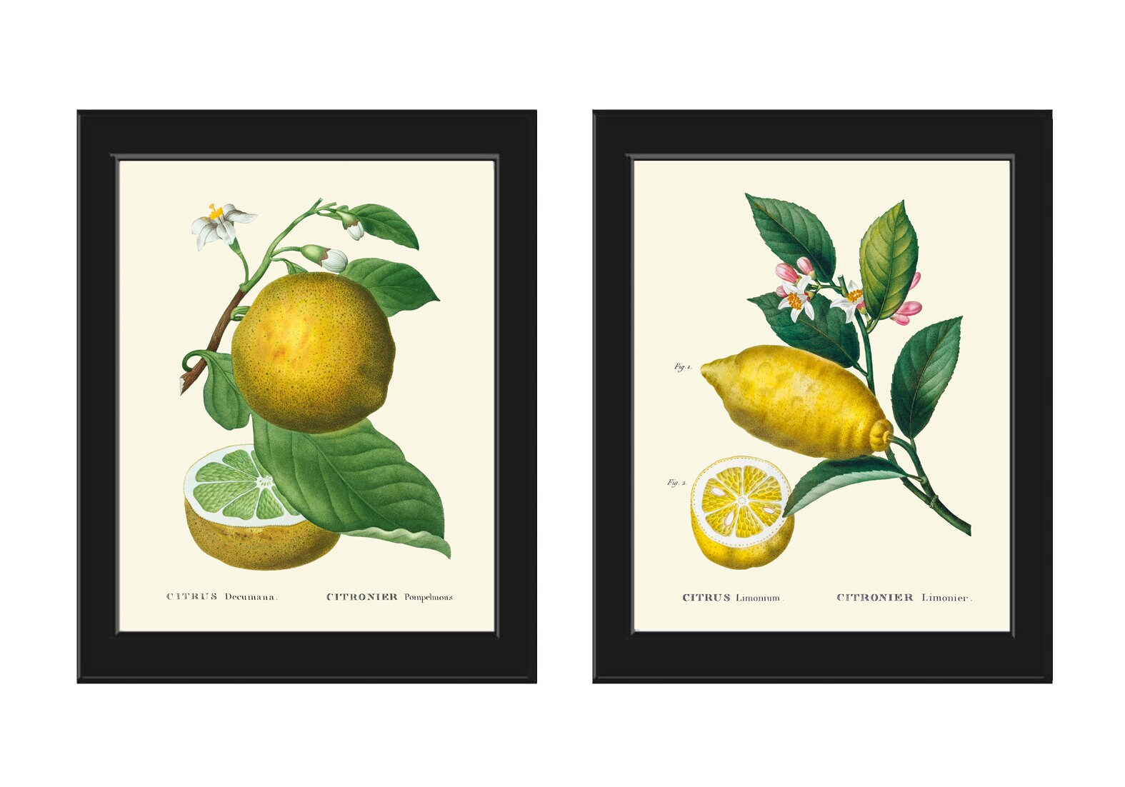 Citrus Prints Botanical Wall Art Set of 2 Beautiful Vintage Antique ...