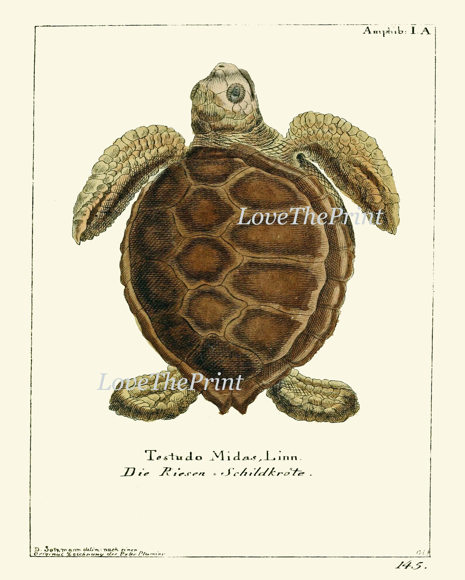 Turtle Wall Art Print Set of 4 Beautiful Antique Vintage Turtles ...