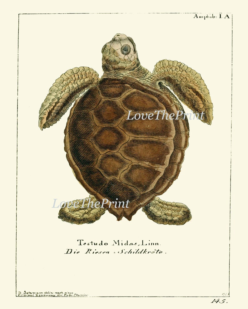 Turtle Wall Art Print Set of 4 Beautiful Antique Vintage Turtles ...