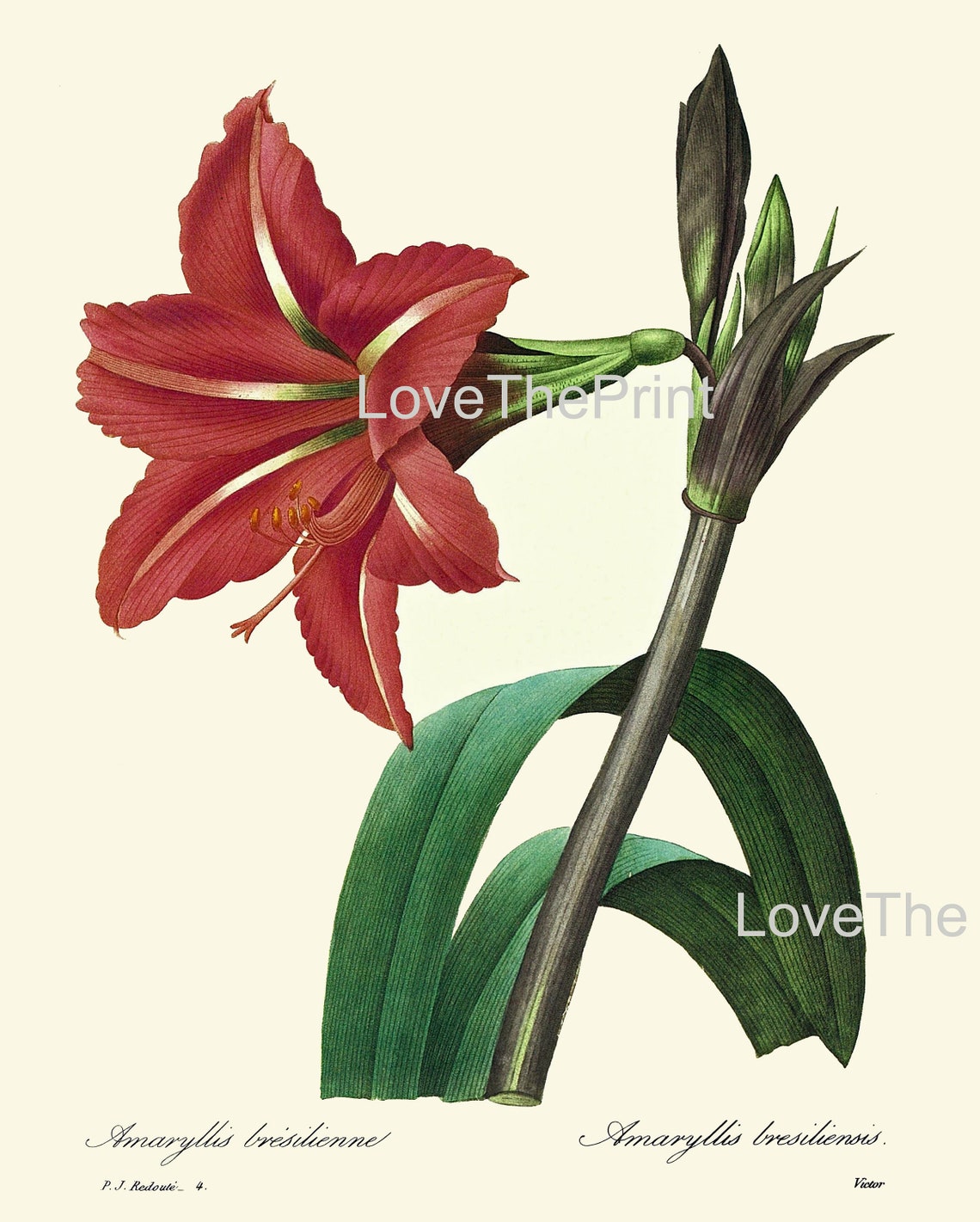 Tropical Flowers Botanical Prints Wall Decor Art Set of 12 Beautiful ...