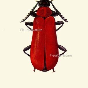 Beetle Prints Wall Art Set of 9 Beautiful Antique Vintage Ladybug ...