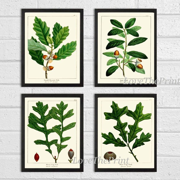 Acorn Botanical Wall Art Set of 4 Prints Beautiful Antique Vintage ...