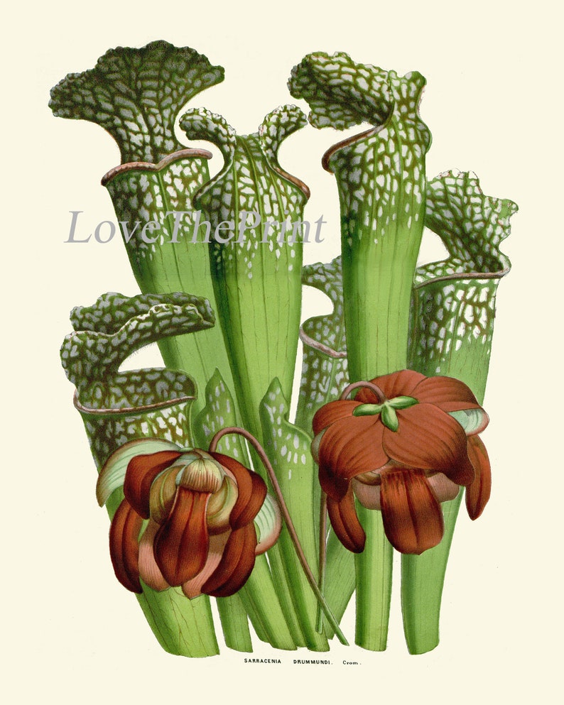 Carnivorous Insect Eating Pitcher Plant Flowers Botanical Wall Art Set ...
