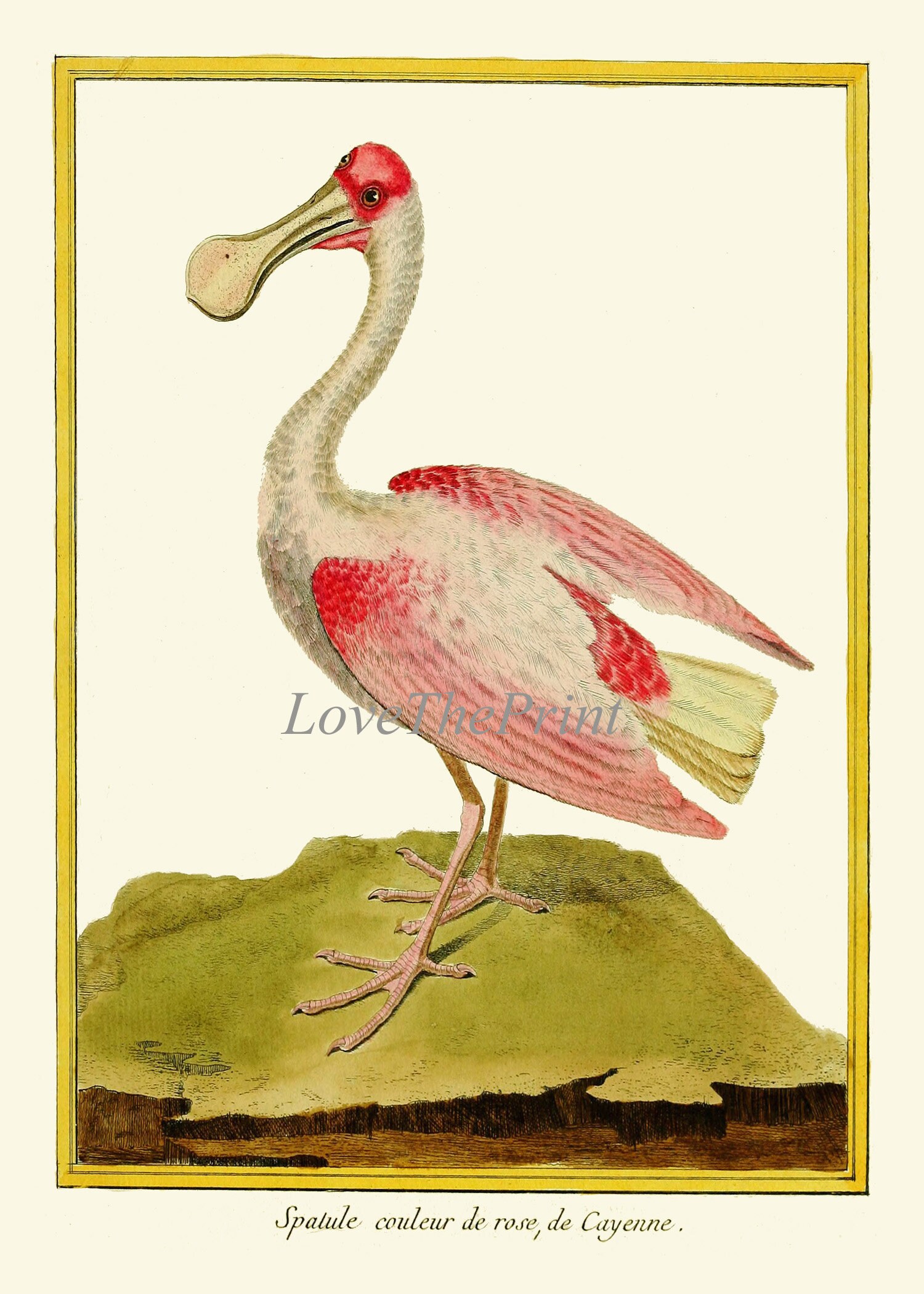 Bird Wall Art Print Set of 6 Prints Beautiful Vintage Great - Etsy