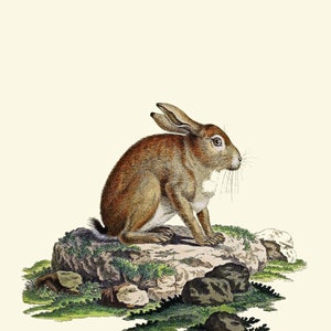 Rabbit Wall Art Print Set of 4 Beautiful Antique Vintage Woodland ...