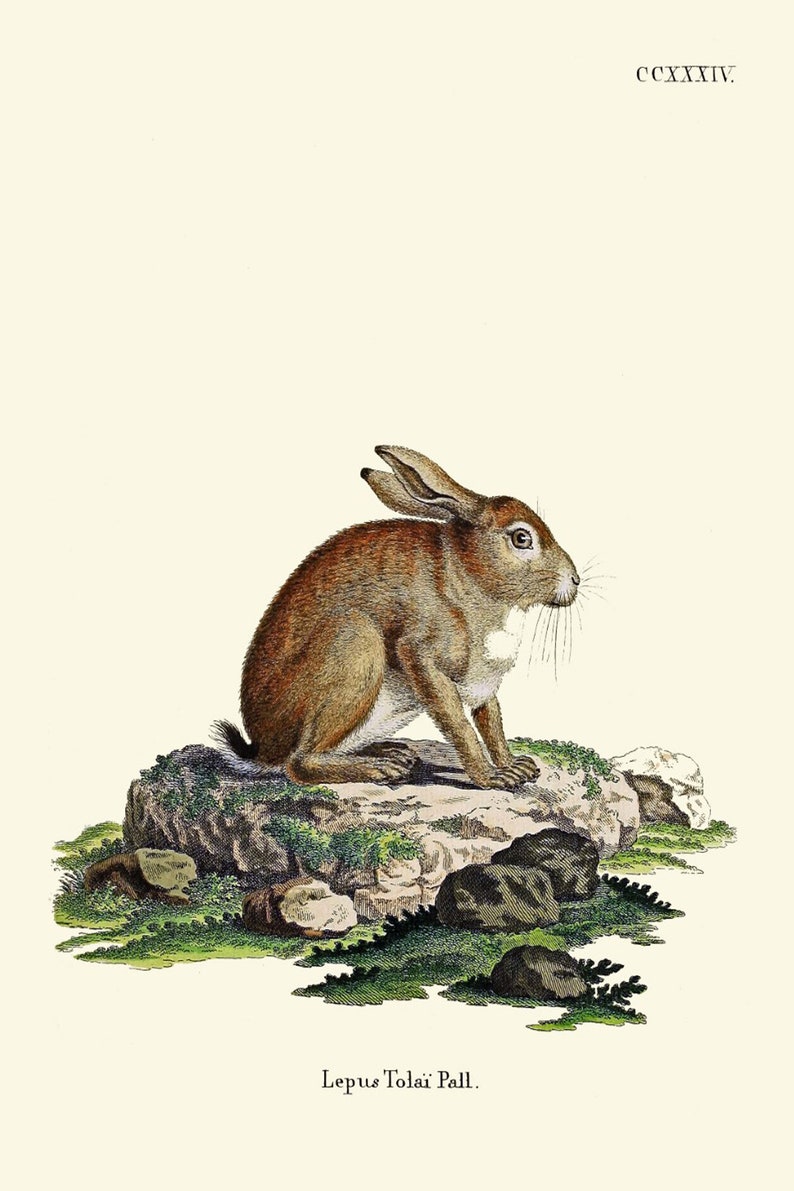 Rabbit Wall Art Print Set of 4 Beautiful Antique Vintage - Etsy