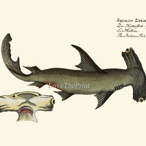 Shark Prints Wall Art Set of 6 Beautiful Antique Vintage Sea Ocean ...