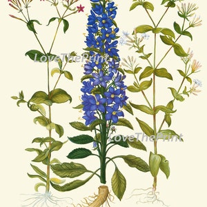 Vintage Blue Flowers Botanical Wall Art Set of 9 Prints Beautiful ...