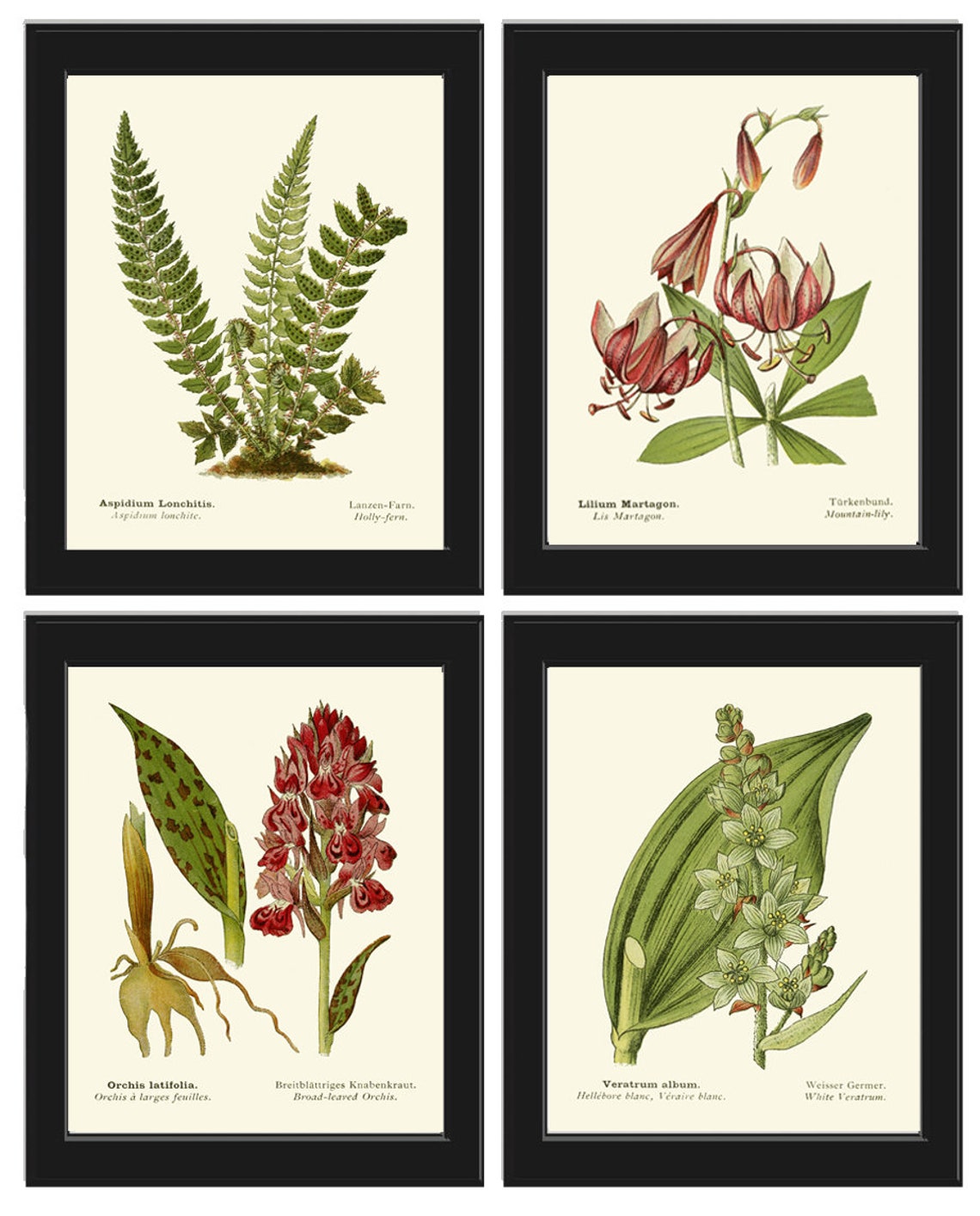 Wildflowers Fern Botanical Prints Wall Art Set of 4 Beautiful - Etsy