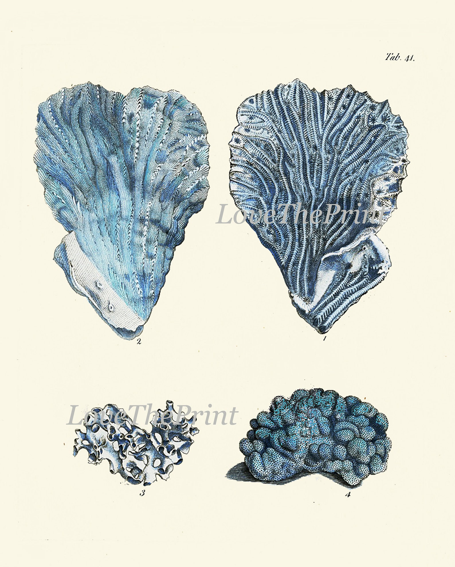 Blue Coral Prints Wall Art Set of 6 Beautiful Antique Vintage Sea Ocean ...
