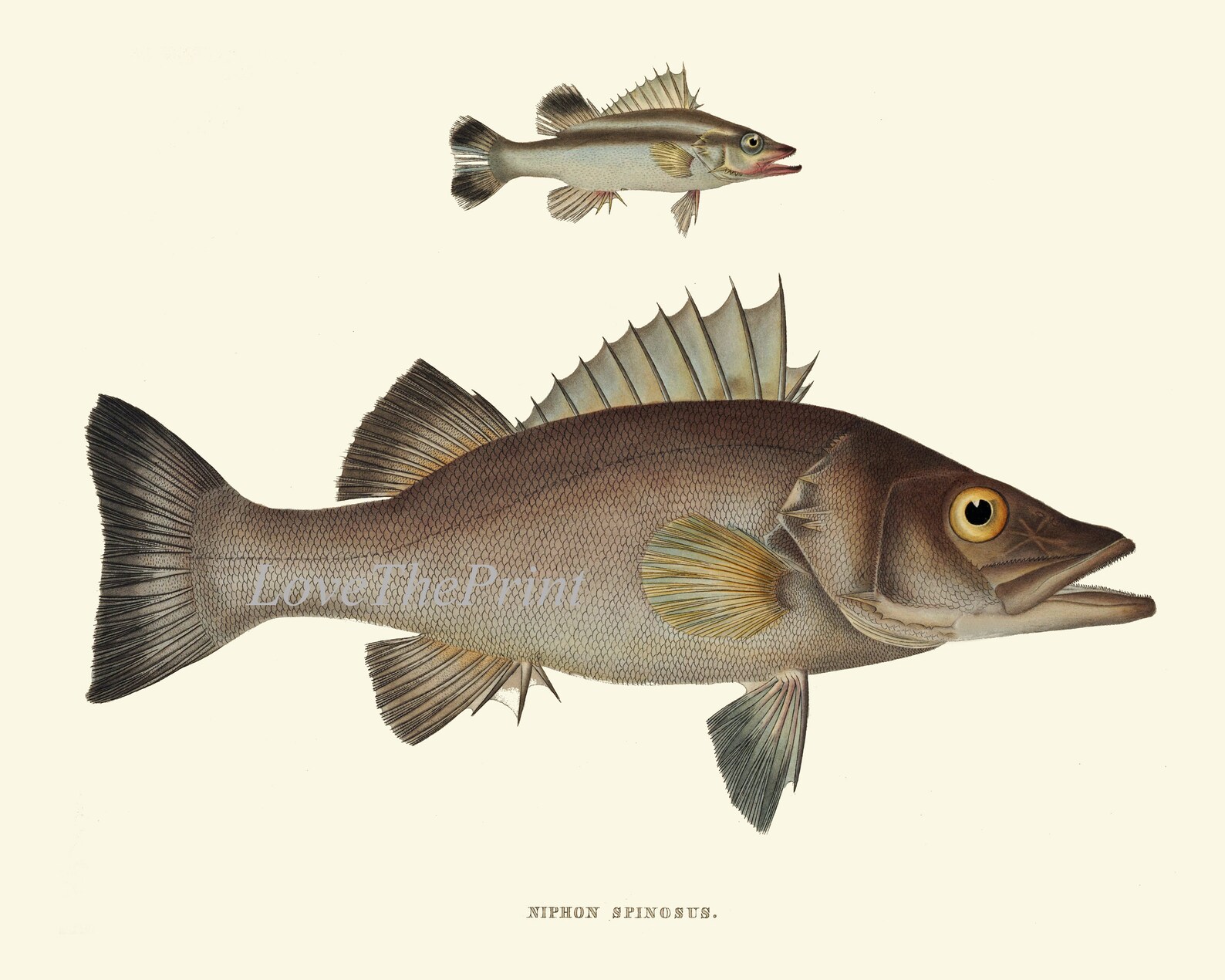 Vintage Fish Wall Art Set of 9 Prints Beautiful Antique Fishes - Etsy