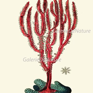 Corals Wall Art Set of 9 Prints Beautiful Antique Vintage Coral Sand ...