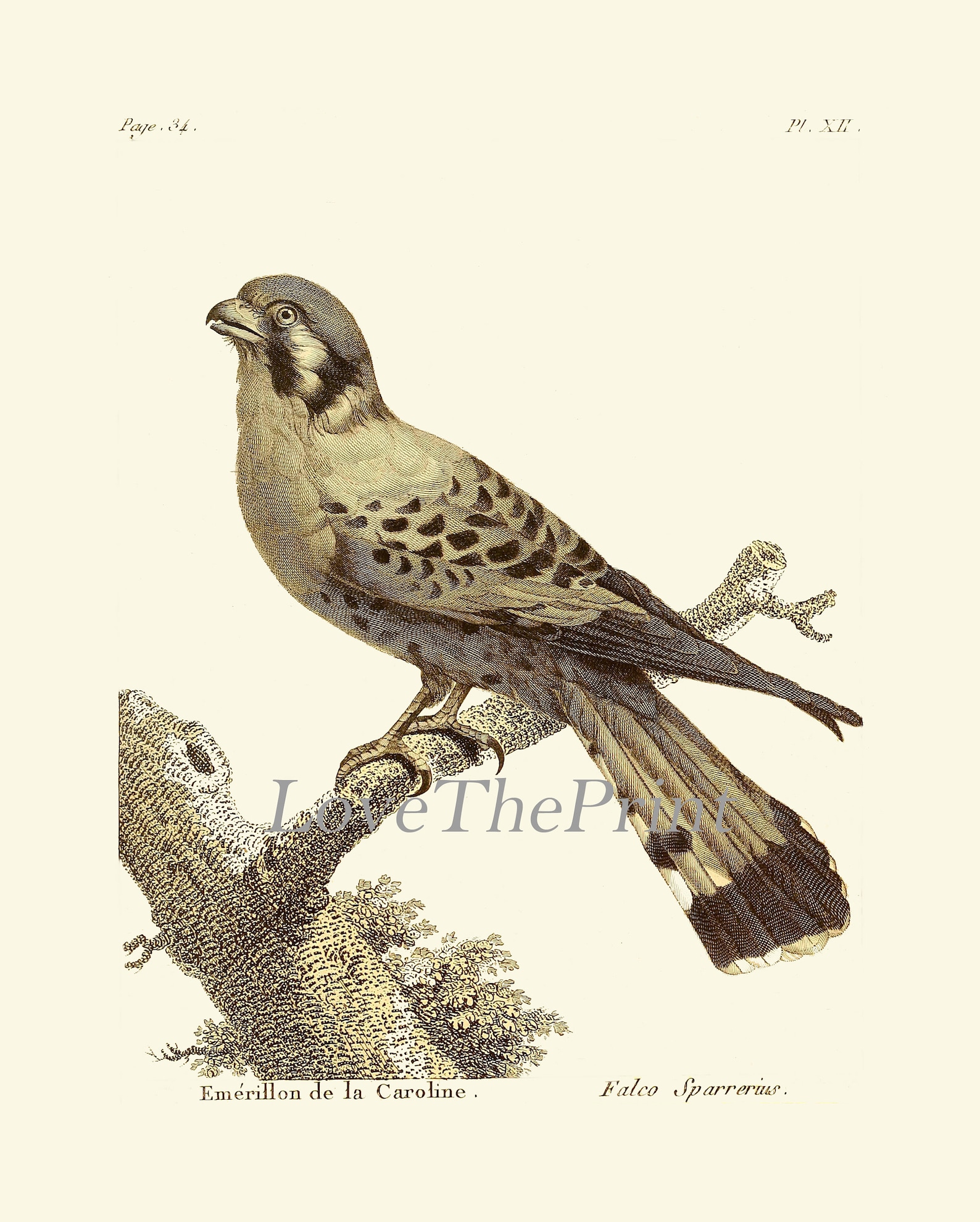 Vintage Birds Prints Wall Art Set of 6 Prints Antique Bird - Etsy