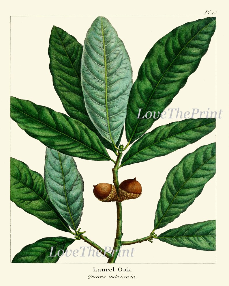 Acorn Botanical Wall Art Set of 6 Prints Beautiful Antique Vintage ...