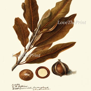 Nuts Wall Decor Prints Art Set 6 Beautiful Botanical Nut Tree Fruit ...