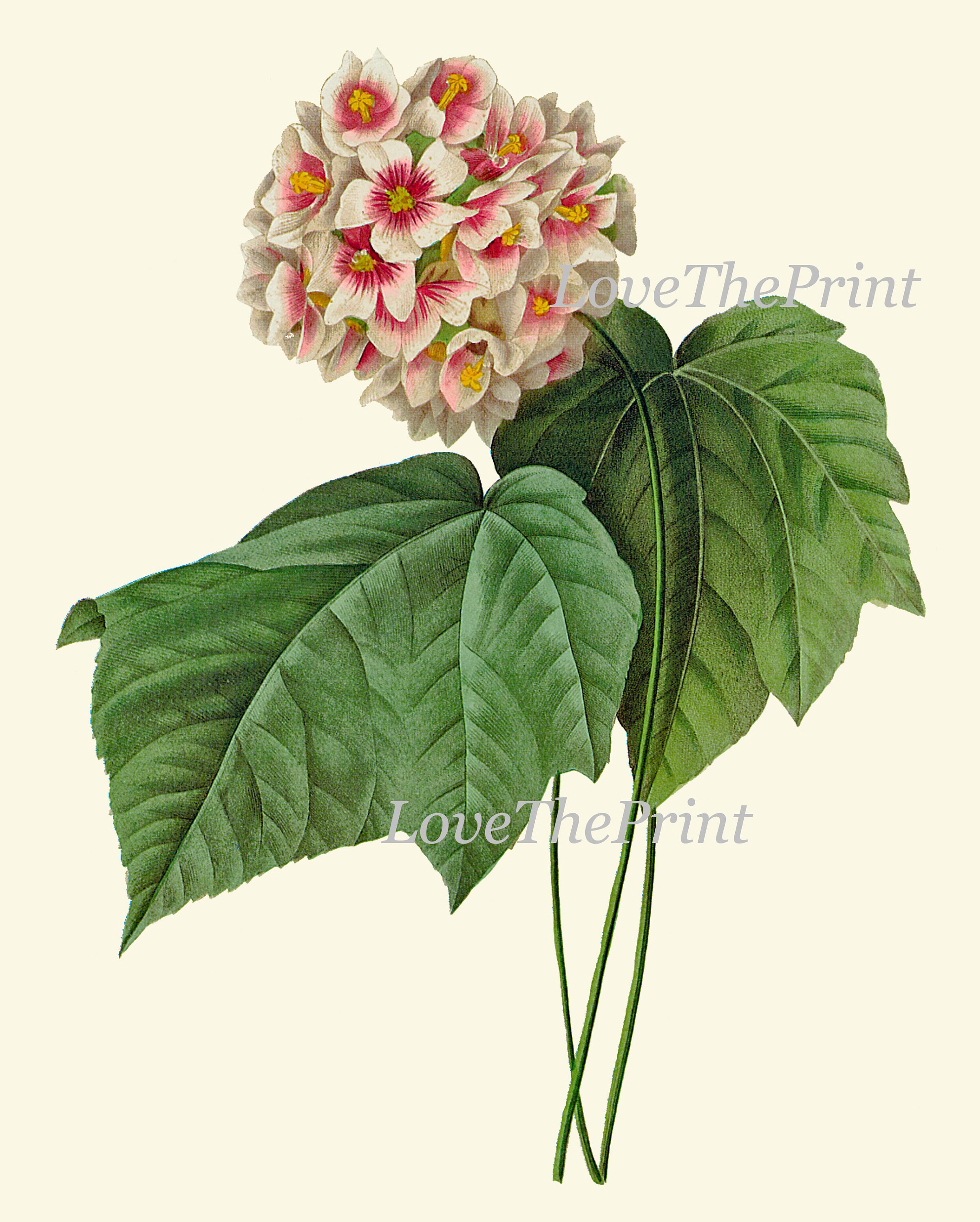 Pink Flowers Botanical Wall Art Set of 12 Prints Beautiful Antique ...